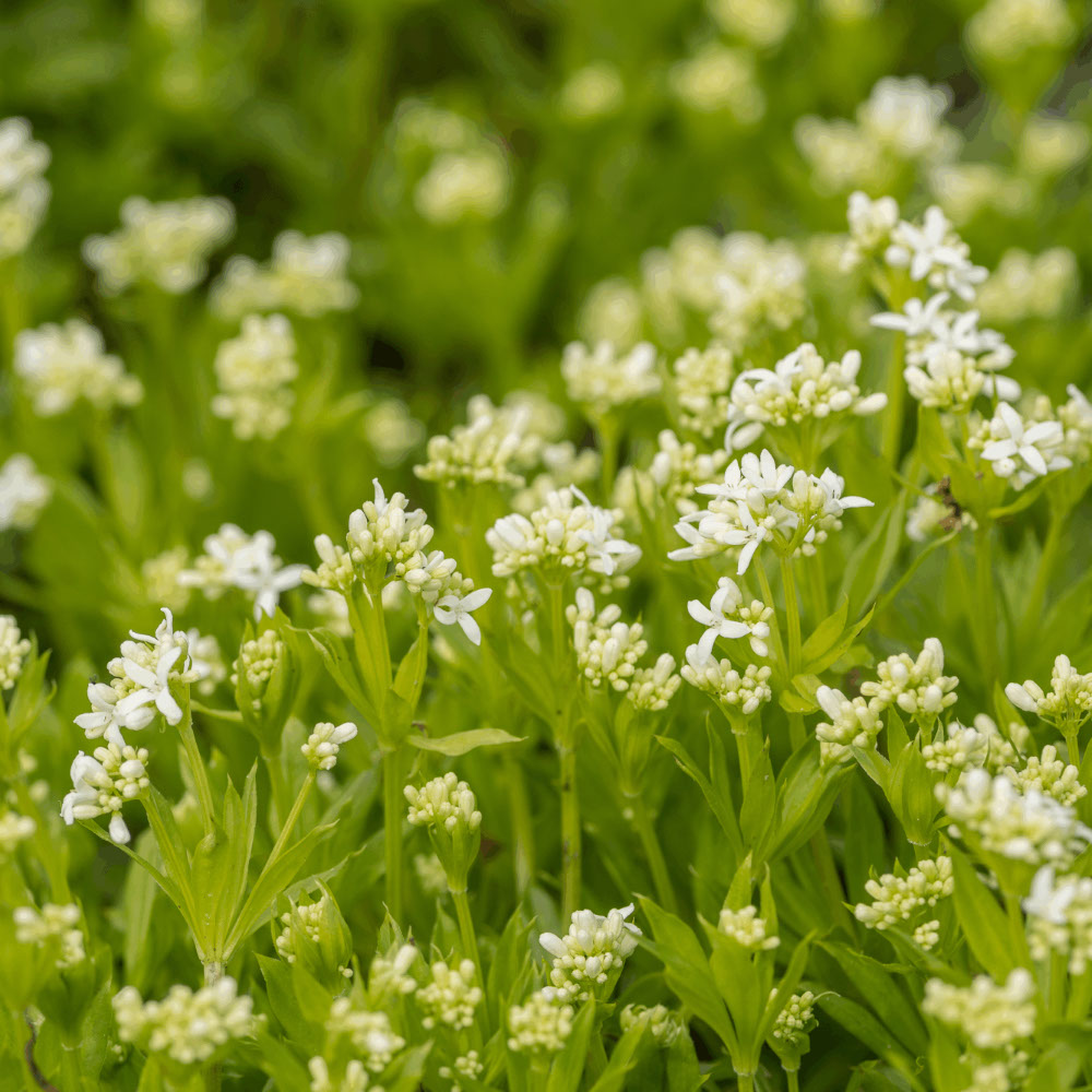 Waldmeister (BIO) online bestellen | Vivara